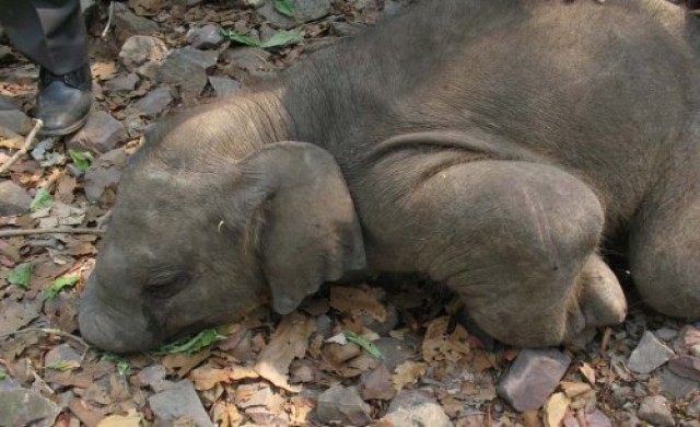 ลูกช้างเสียชีวิต