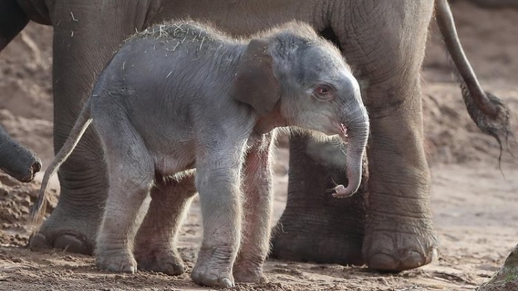 สวนสัตว์ซิดนีย์เปิดตัวลูกช้างเอเชีย