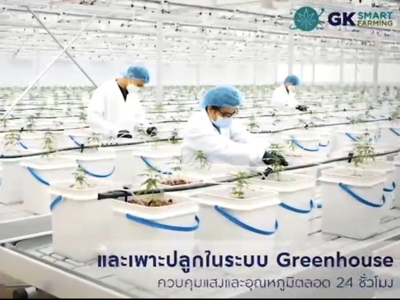CPF ผนึกพลัง GUNKUL และ CPP พัฒนาอาหาร-เครื่องดื่มจากสารสกัดกัญชง รับเทรนด์สุขภาพ