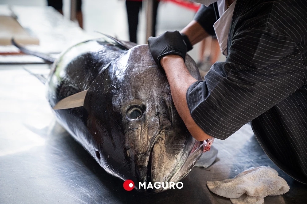 3 ก.ย. ปักหมุด “MAGURO” โชว์แล่ปลามากุโระยักษ์ ชิมฟรีตลอดงาน