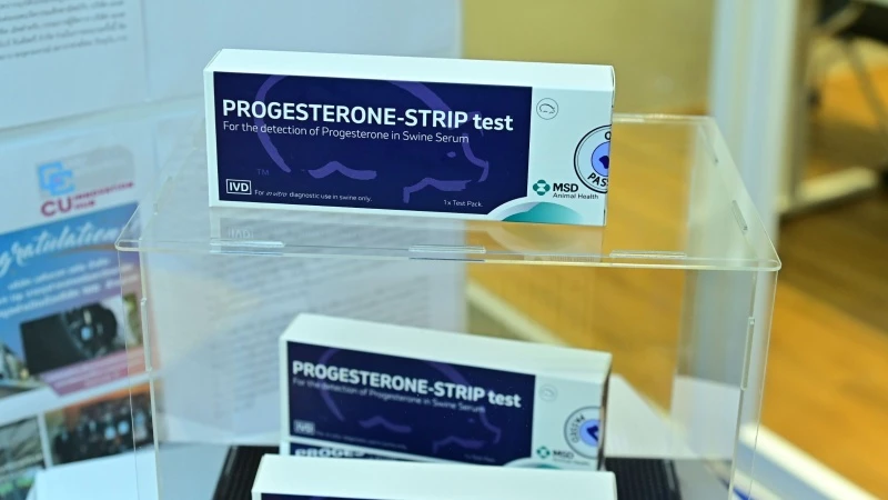 "Progesterone Test Kit" นวัตกรรมนักวิจัยจุฬาฯ ช่วยหมูสาวสู่วัยเจริญพันธุ์