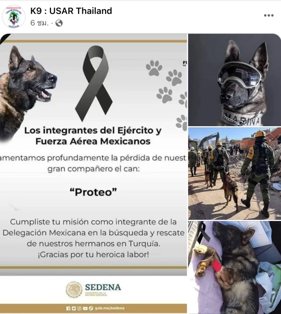 จาก "K9" เม็กซิโกเสียชีวิต สู่ "ซาฮาร่า เซียร่า" สุนัขกู้ภัยไทย เสี่ยงแค่ไหน?