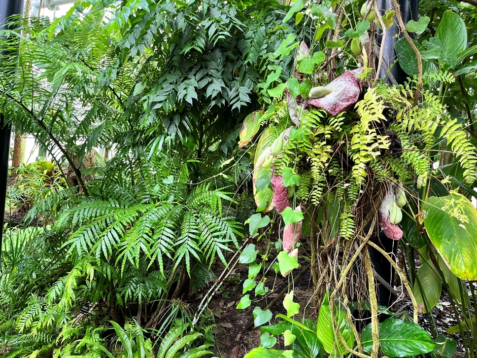 เซจง (Sejong) 2 : สวนรุกขชาติแห่งชาติเซจง รู้จักดอกไม้ประจำชาติเกาหลีใต้