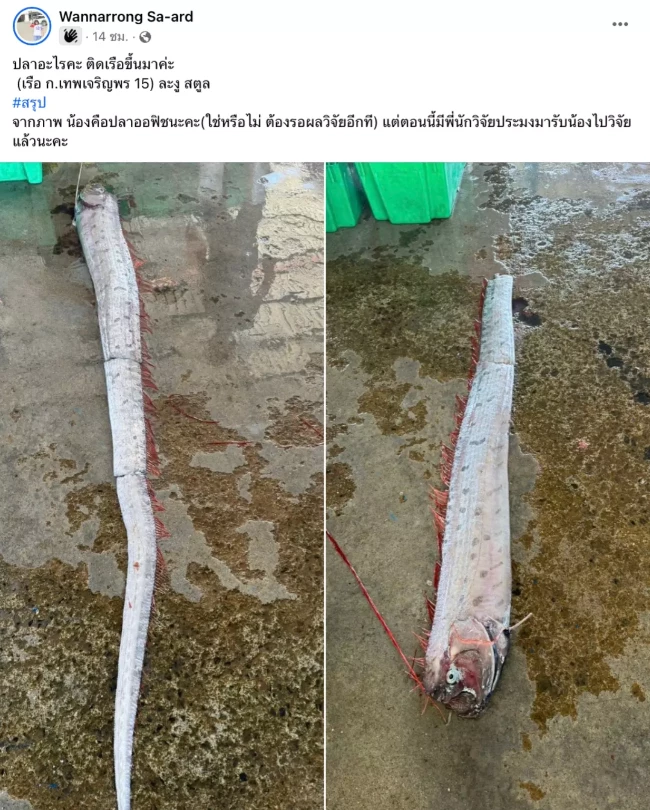 ดร.ธรณ์ ยัน เรื่องบังเอิญ พบ ปลาออร์ฟิช ที่สตูล ย้ำอย่าตื่นตระหนก ...