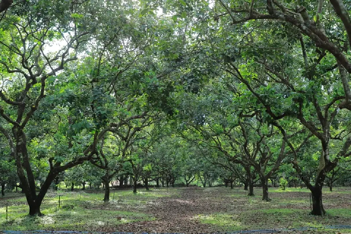 AgriMap 2 ระบบข้อมูลแม่นยำสูง สู่การพัฒนาเกษตรที่ตรงจุด