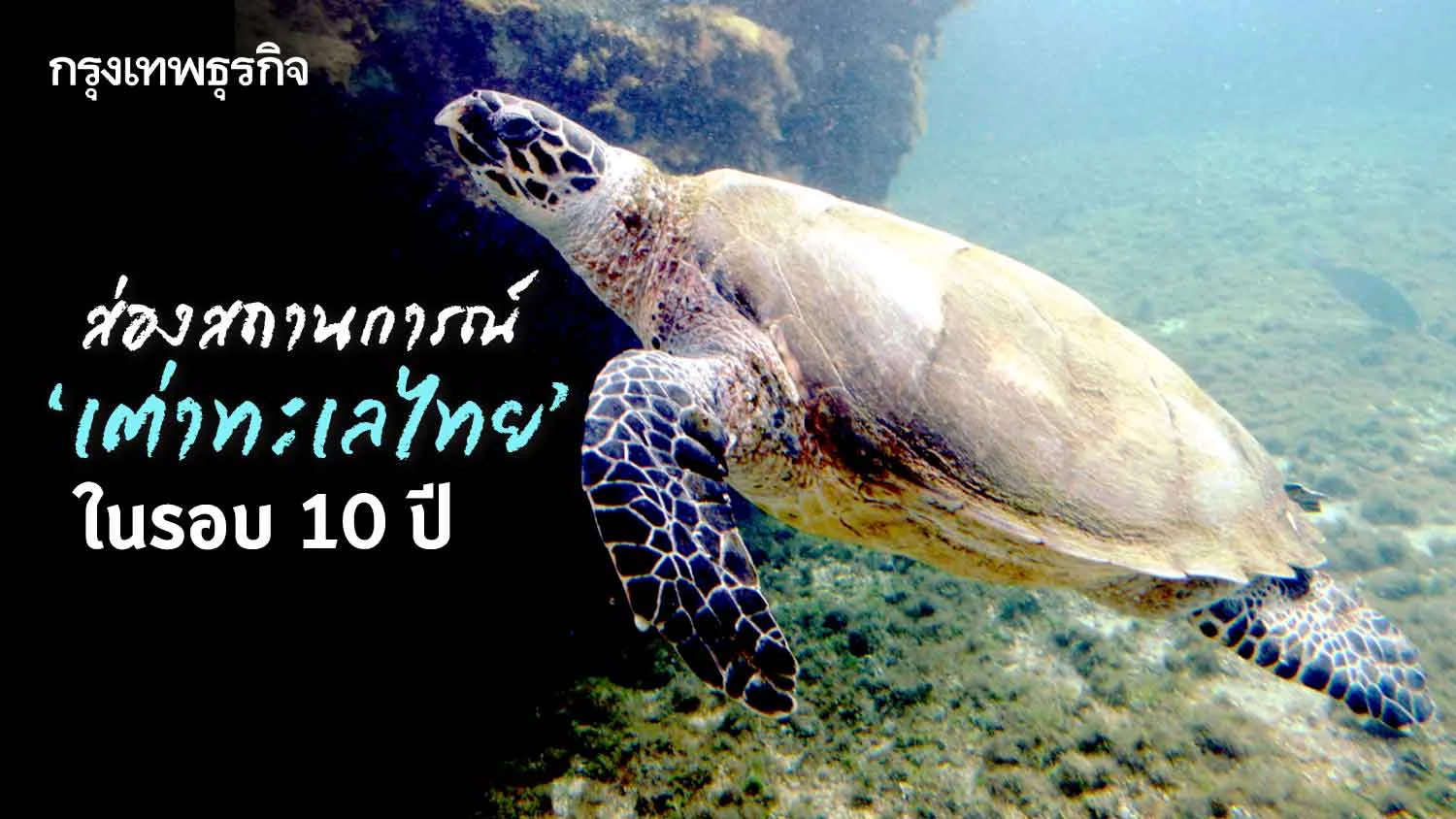 ส่องสถานการณ์ "เต่าทะเลไทย" กับอัตรา "วางไข่" ในรอบ 10 ปี