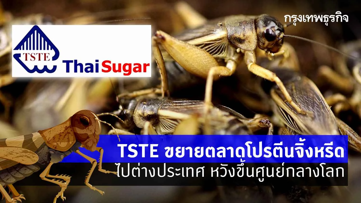 TSTE ขยายตลาดโปรตีน "จิ้งหรีด" ไปต่างประเทศ หวังขึ้นศูนย์กลางโลก