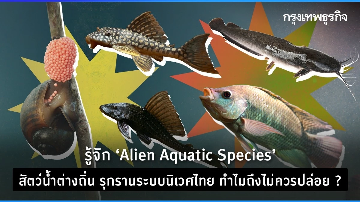 รู้จัก “Alien Species” สัตว์น้ำต่างถิ่นรุกรานระบบนิเวศ