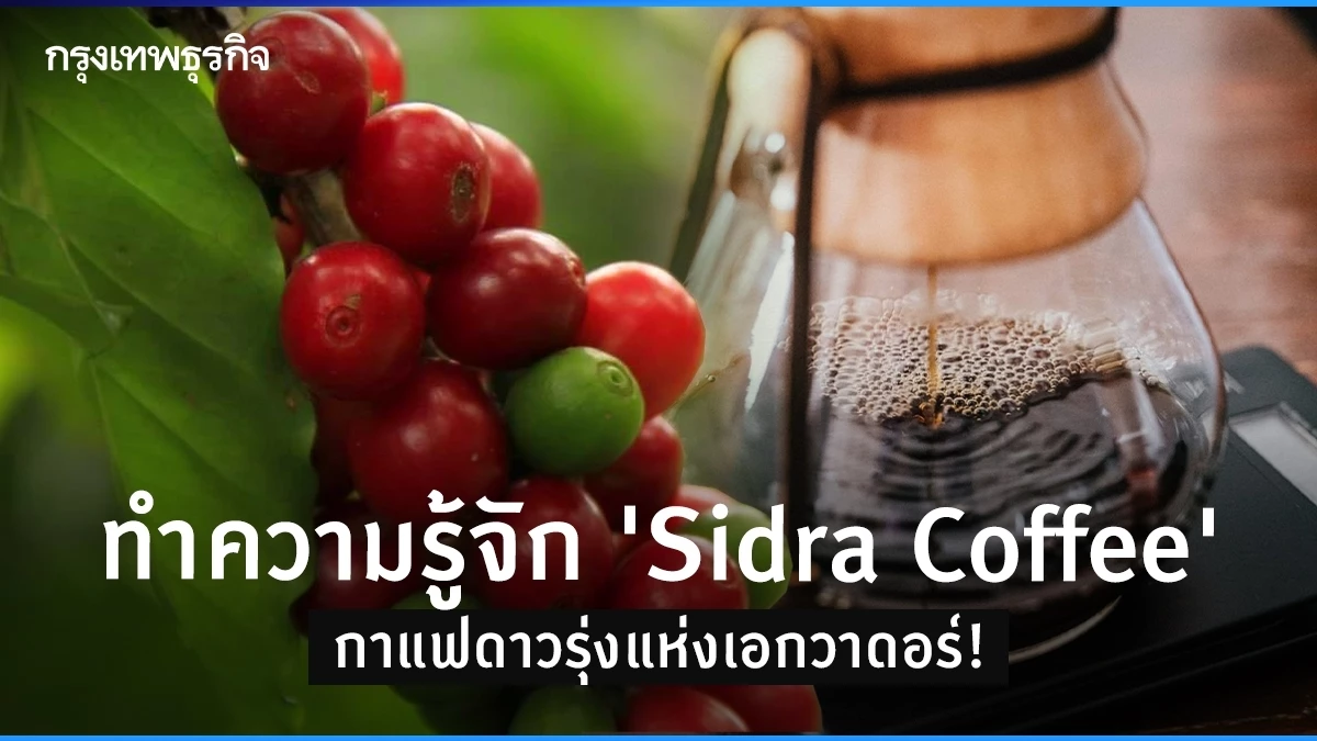 ทำความรู้จัก "Sidra Coffee" กาแฟดาวรุ่งแห่งเอกวาดอร์!