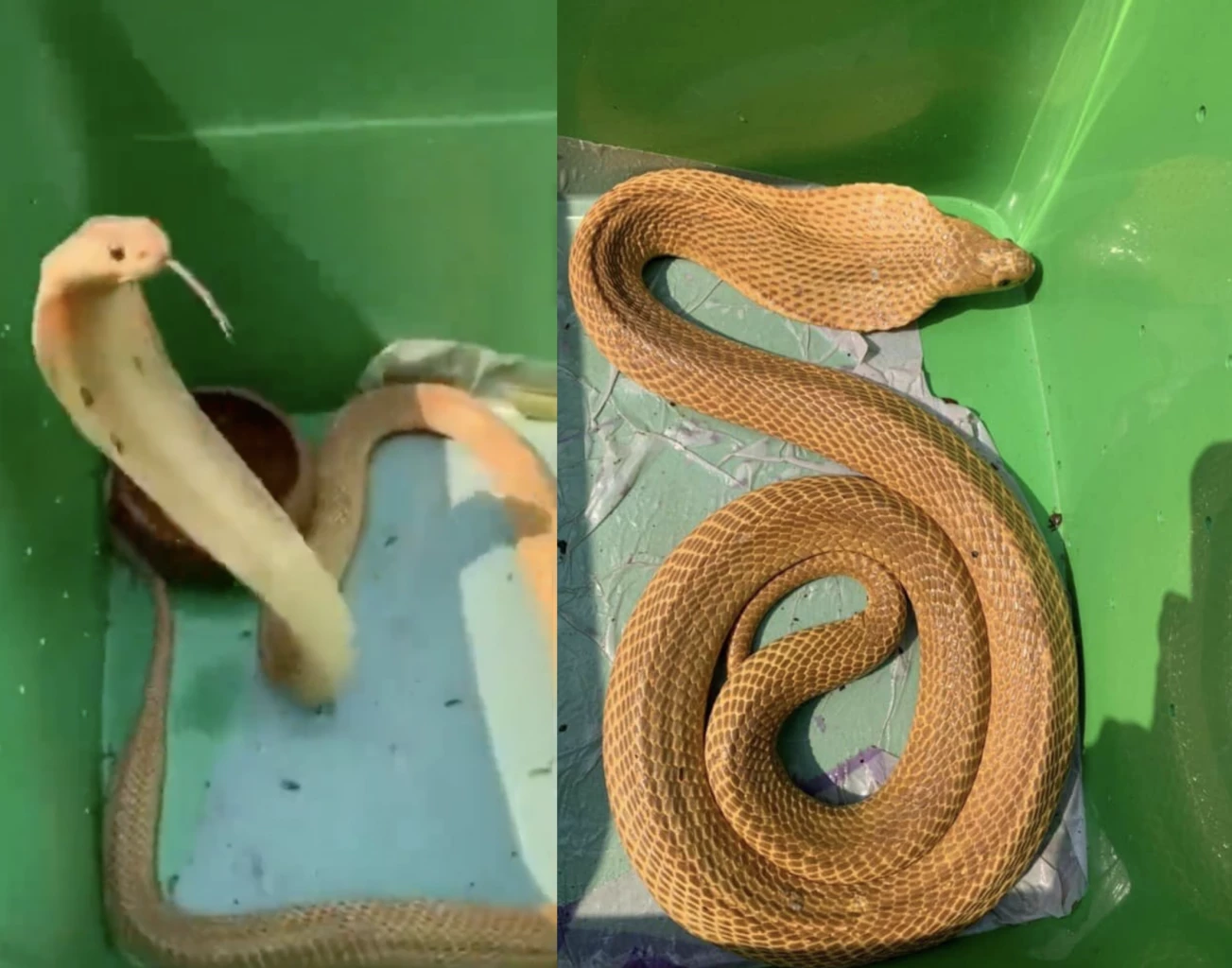 หนุ่มสวนยางพบ งูเห่าสีทอง จับกลับมาเลี้ยง มีคนทักพิษร้ายแรงมาก จนต้องปล่อย