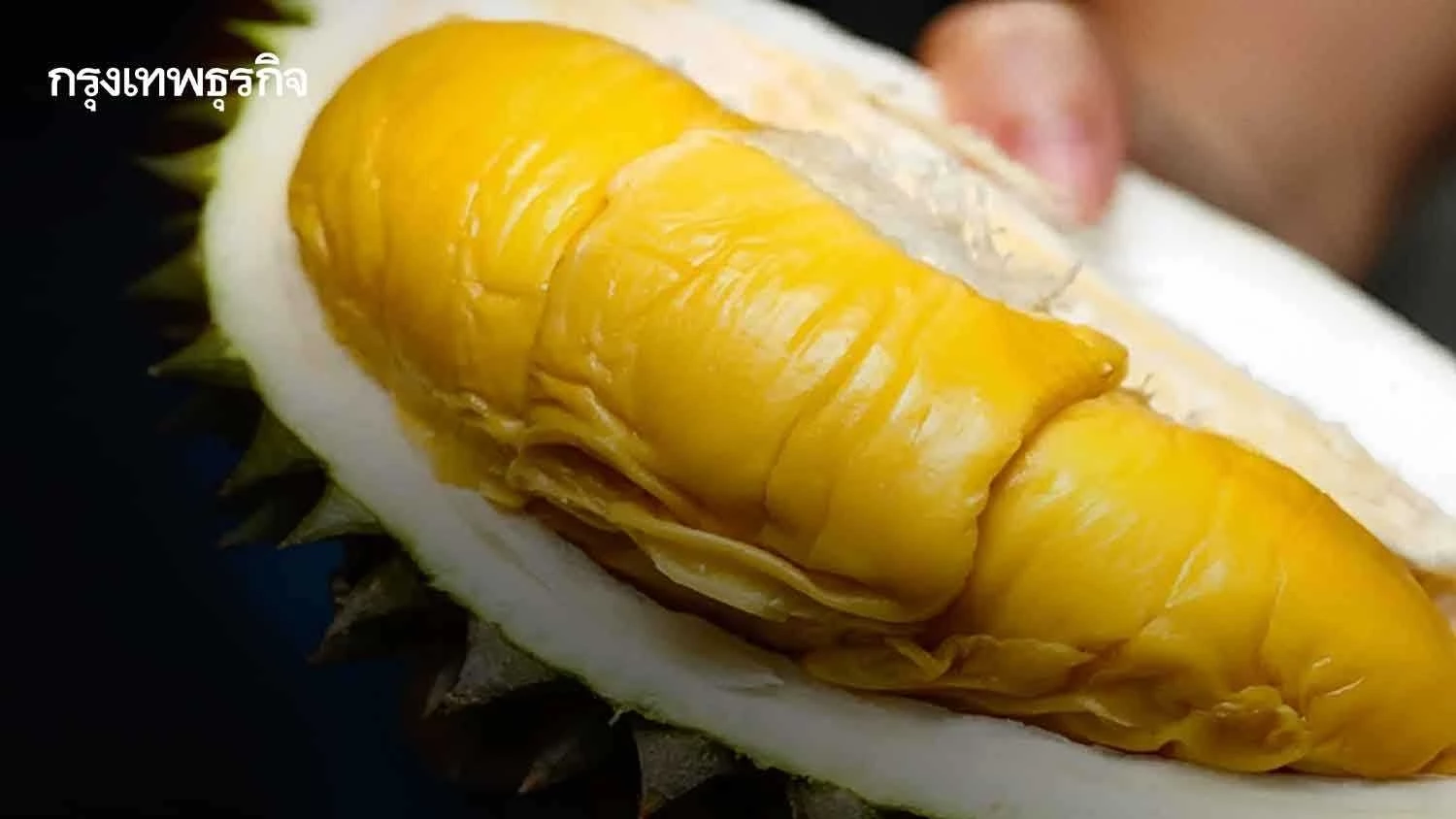 Musang King Durian The price is not inferior to 'Mhon Thong', the ...