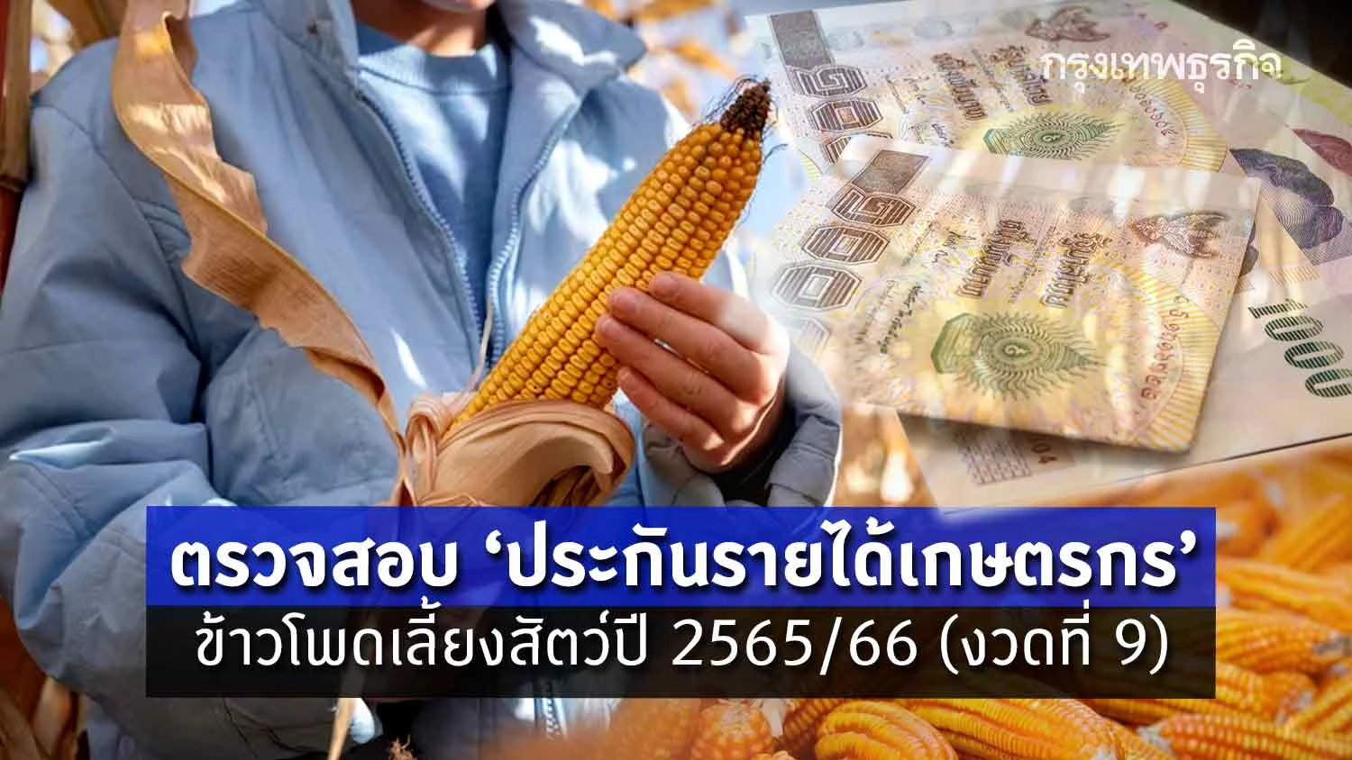 เช็ก 'ประกันรายได้เกษตรกร' ข้าวโพดเลี้ยงสัตว์ ปี 2565/66 (งวดที่ 9)