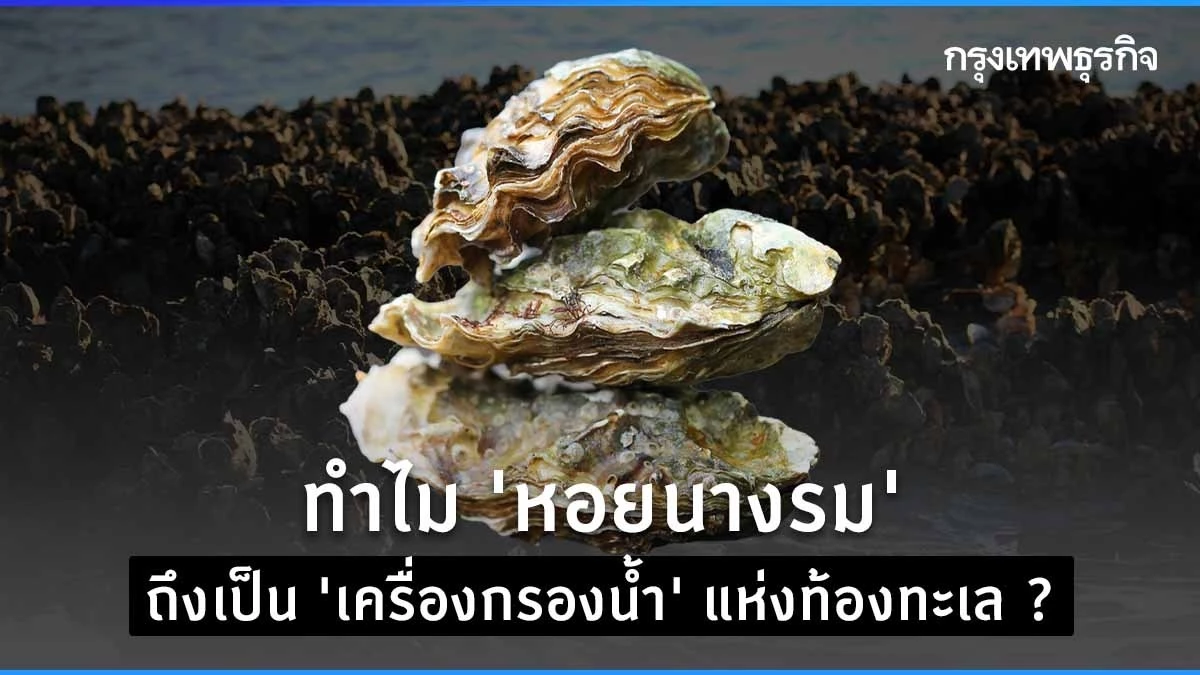 ทำไม ‘หอยนางรม’ ถึงเป็น ‘เครื่องกรองน้ำ’ แห่งท้องทะเล