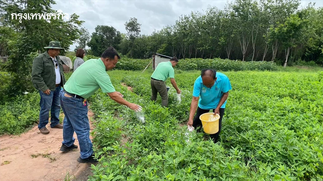 กรมวิชาการเกษตร อัพเกรด “ถั่วลิสง" สู่มาตรฐาน GAP