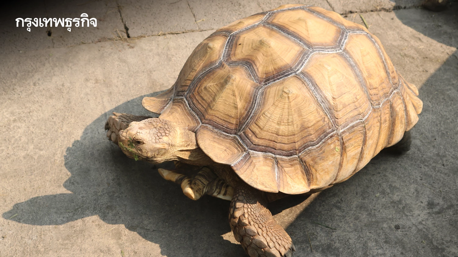 อดีตหนุ่มโรงงานผันตัวเลี้ยง 'เต่าบก' ขาย เผยเลี้ยงง่าย แถมสร้างรายได้งาม