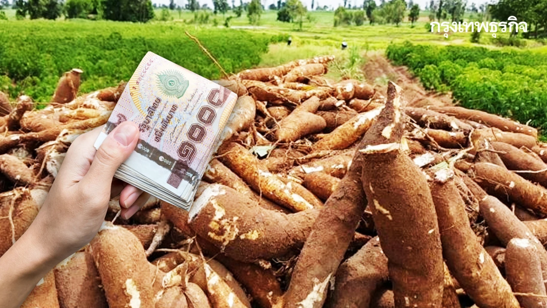 ครม. อนุมัติ 370 ล้านบาท มาตรการรักษาเสถียรภาพราคามันสำปะหลัง ปี 2566/67