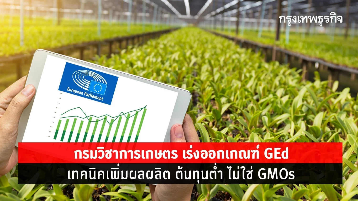 กรมวิชาการเกษตร เร่งออกเกณฑ์ GEd เทคนิคเพิ่มผลผลิต ต้นทุนต่ำ ไม่ใช่ GMOs