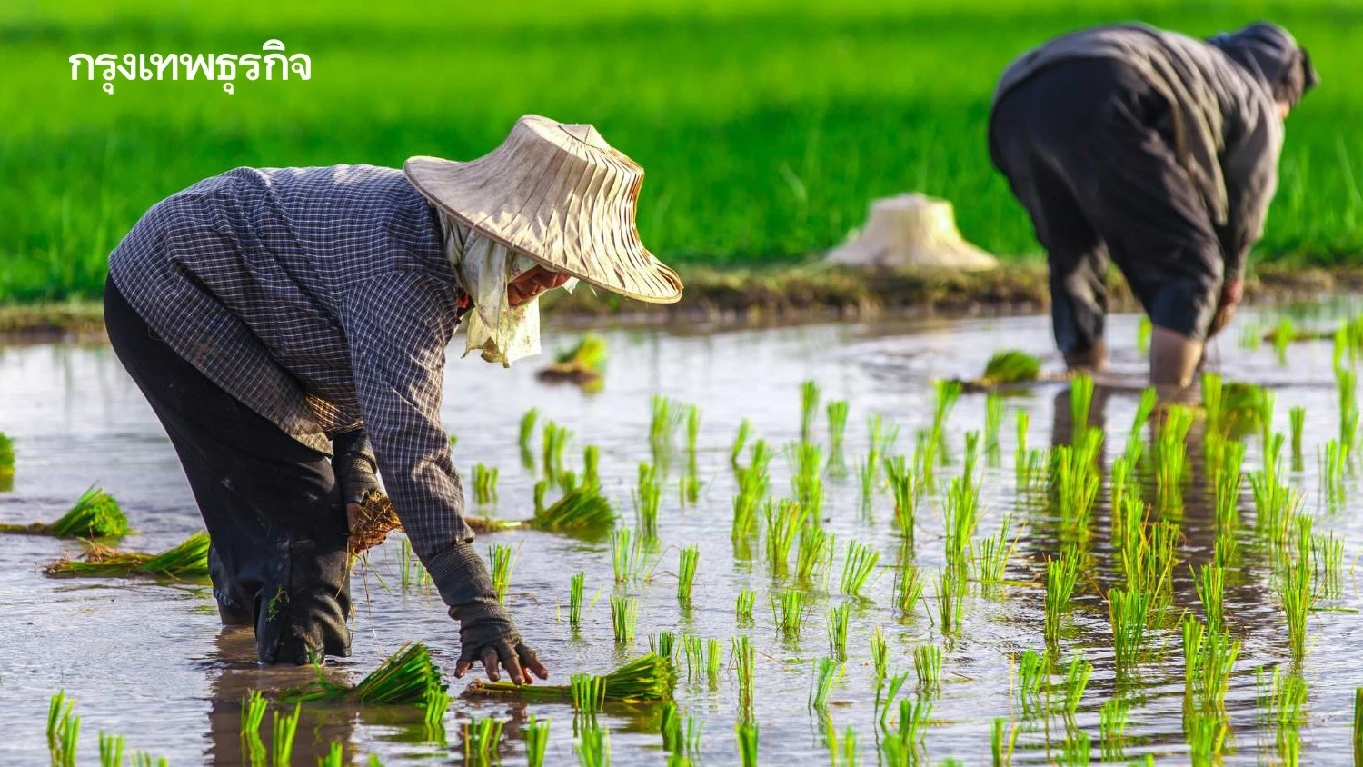 กรมส่งเสริมการเกษตร วอนชาวนา "งดทำนาปรังรอบ 2 "เสี่ยงน้ำไม่พอ