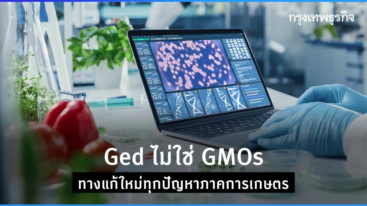 Ged ไม่ใช่ GMOsทางแก้ใหม่ทุกปัญหาภาคการเกษตร