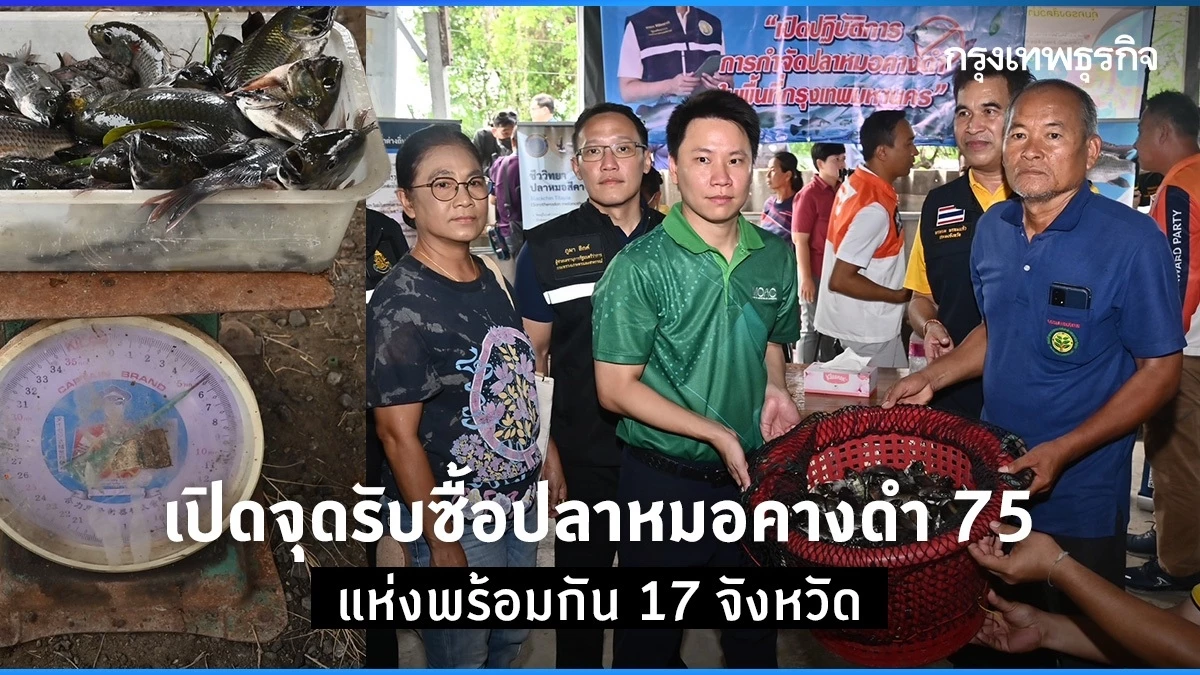 เกษตรฯ คิกออฟ เปิดจุดรับซื้อปลาหมอคางดำ 75 แห่งพร้อมกัน 17 จังหวัด
