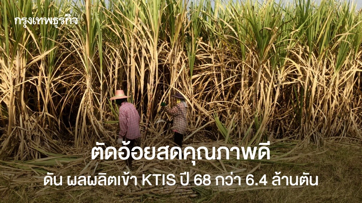 ตัดอ้อยสดคุณภาพดี ดัน ผลผลิตเข้า KTIS ปี 68 กว่า 6.4 ล้านตัน